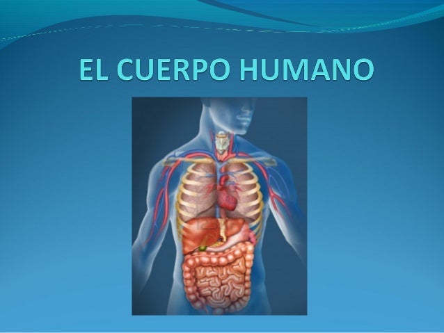 Sistemas Y Aparatos Del Cuerpo Humano