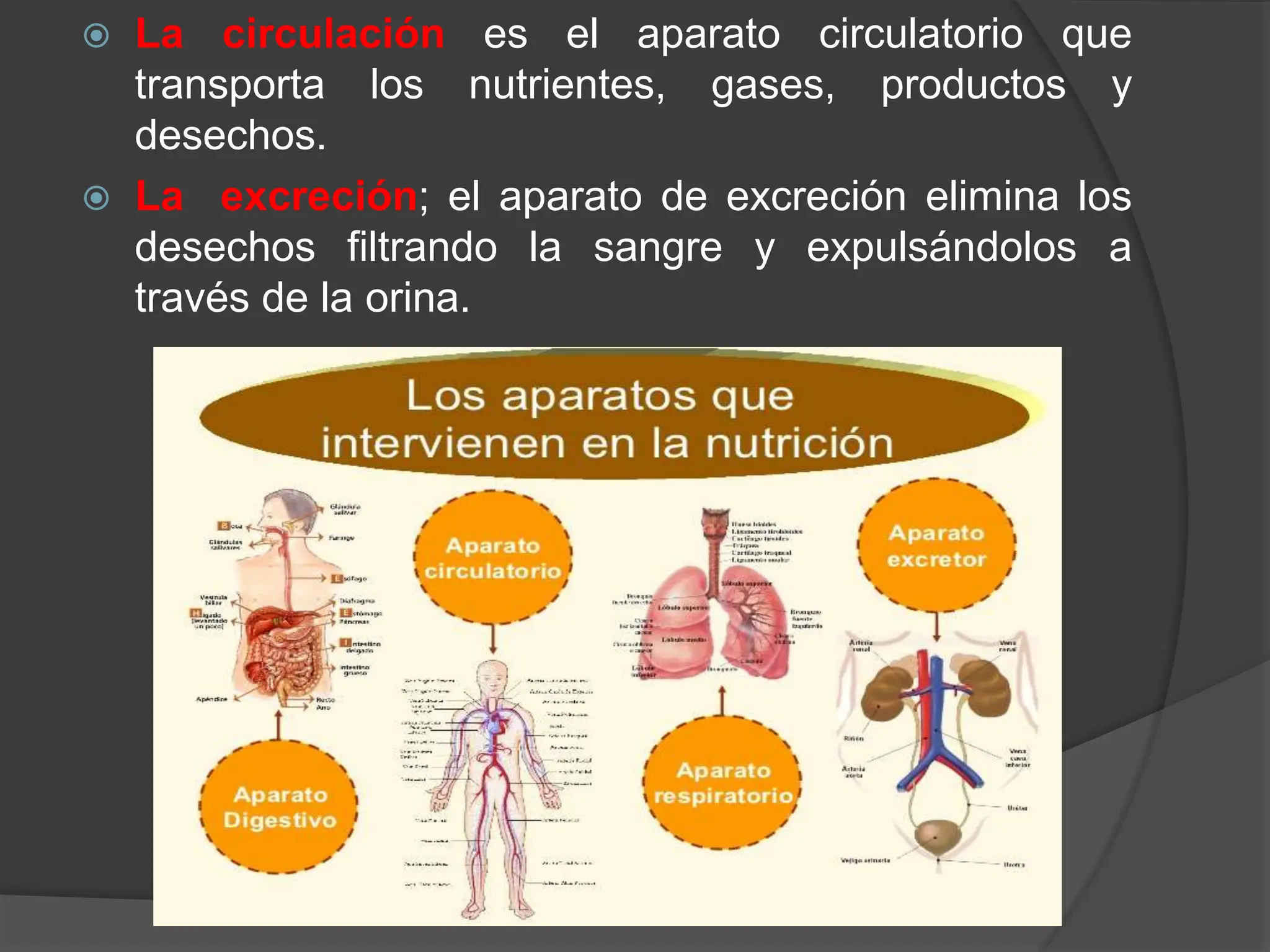 Aparatos y sistemas que intervienen en la nutrición.pptx