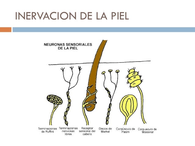 Aparato tegumentario
