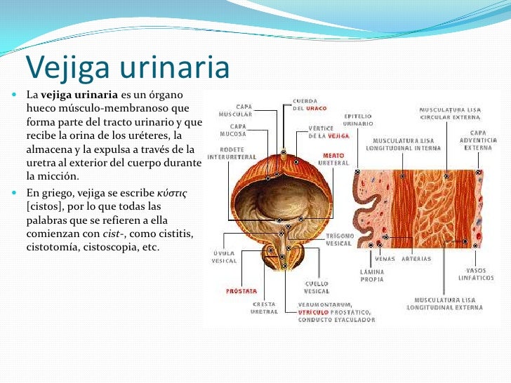 Aparato Urinario