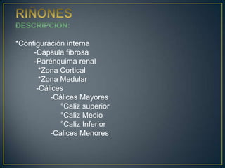 ANATOMIA APARATO URINARIO | PPTX