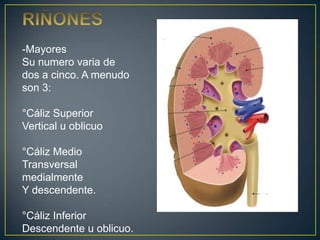 ANATOMIA APARATO URINARIO | PPTX