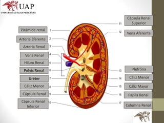 Aparato urinario -anatomia | PPTX