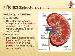 Aparato urinario (Sistema Renal) | PPTX