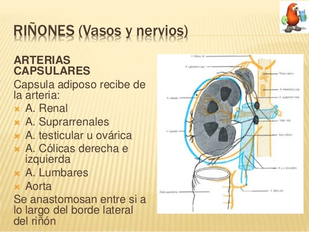 Aparato urinario (Sistema Renal)