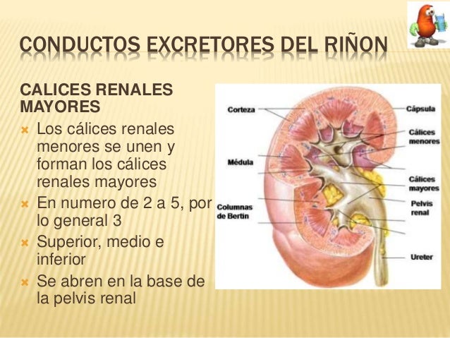 Aparato urinario (Sistema Renal)