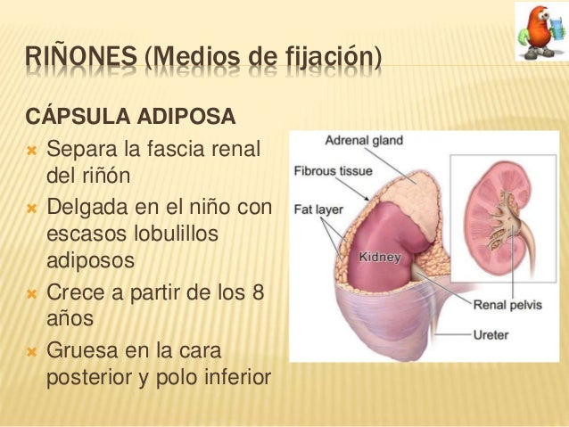 Aparato urinario (Sistema Renal)