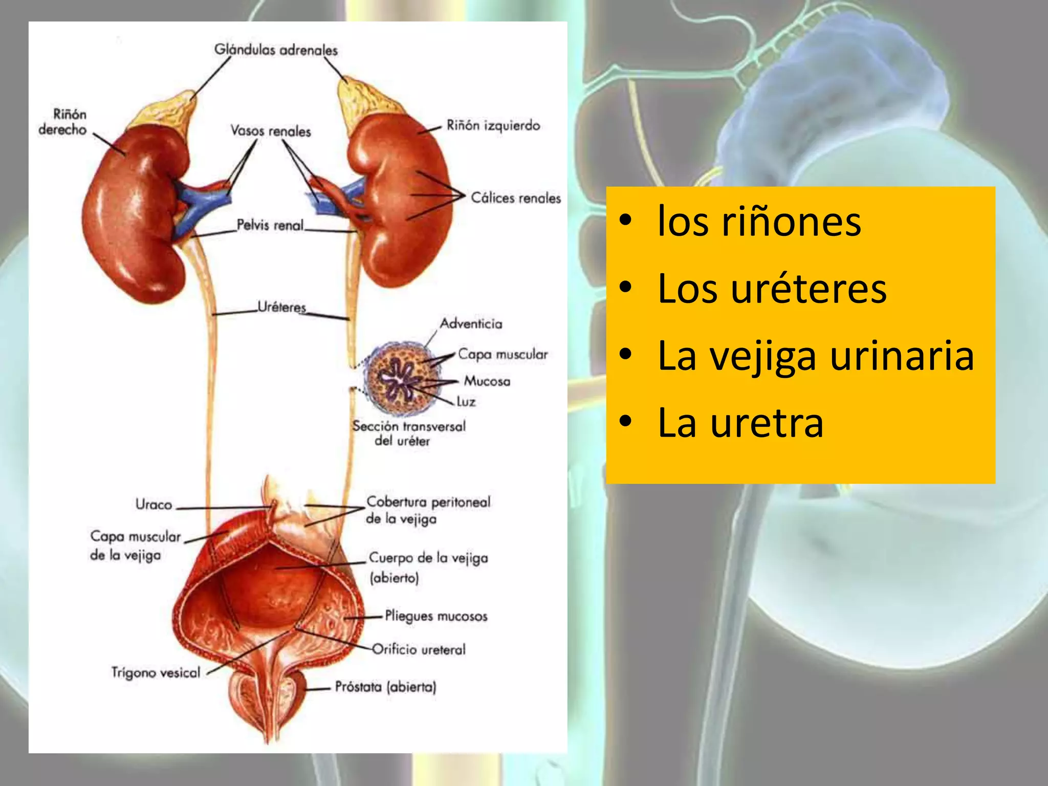 HISTOLOGÍA APARATO URINARIO SANTIAGO ANDRADE | PPTX
