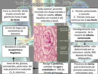 HISTOLOGÍA APARATO URINARIO SANTIAGO ANDRADE | PPTX