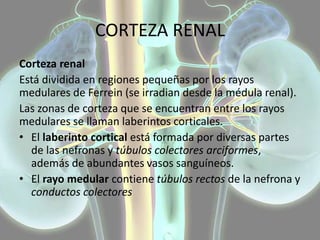 HISTOLOGÍA APARATO URINARIO SANTIAGO ANDRADE | PPTX