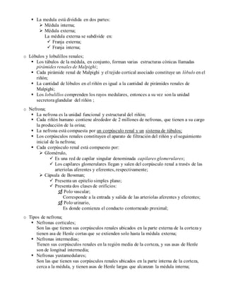 Resumen de Histología del Aparato Urinario - Histología de Ross 7ma Ed ...