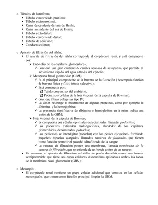Resumen de Histología del Aparato Urinario - Histología de Ross 7ma Ed ...