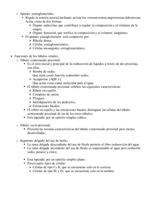 Resumen de Histología del Aparato Urinario - Histología de Ross 7ma Ed ...