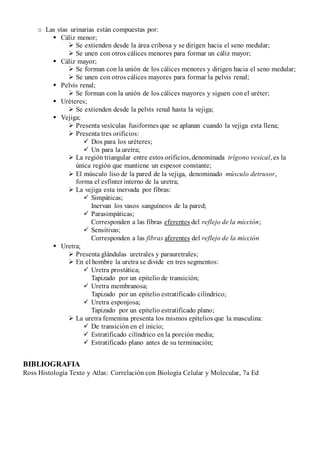 Resumen de Histología del Aparato Urinario - Histología de Ross 7ma Ed ...