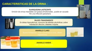 APARATO URINARIO.pptx