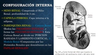 APARATO URINARIO ANATOMIA YA ESTA LISTO .pptx