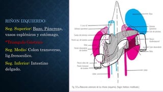 APARATO URINARIO ANATOMIA YA ESTA LISTO .pptx