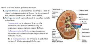 ANATOMIA GENERAL DEL Aparato Urinario... | PPTX