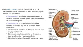 ANATOMIA GENERAL DEL Aparato Urinario... | PPTX