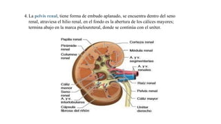 ANATOMIA GENERAL DEL Aparato Urinario... | PPTX