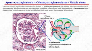 aparato urinario.pptx descripción detallada | PPTX