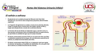 aparato urinario.pptx descripción del aparato | PPTX