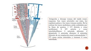 Aparato urinario PRACTICA. HISTOLOGIA ROSS | PPTX