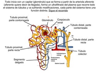 Aparato urinario | PPS