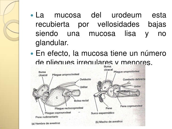 Aparato urogenital en aves