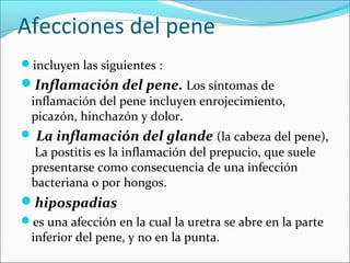 Aparato urogenital | PPT