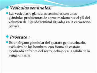Aparato urogenital | PPT