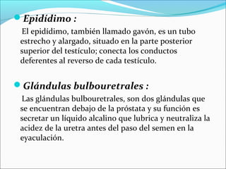 Aparato urogenital | PPT