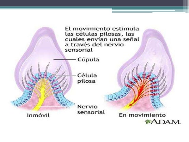 Aparato vestibular