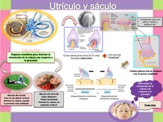 Aparato vestibular | PPTX