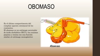 APARATO Y FISIOLOGIA DIJESTIVO DEL OVINO[1].pptx