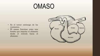 APARATO Y FISIOLOGIA DIJESTIVO DEL OVINO[1].pptx