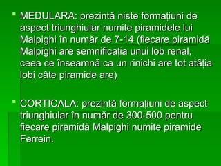 anstomia-descriptiva-APARATUL-EXCRETOR.ppt