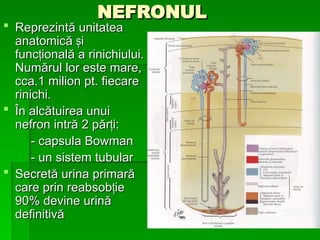 anstomia-descriptiva-APARATUL-EXCRETOR.ppt