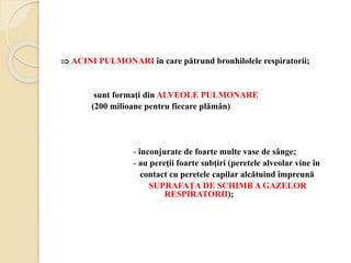 Aparatul respirator. Plămânii | PPTX