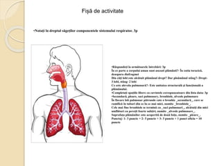 Aparatul respirator. Plămânii | PPTX