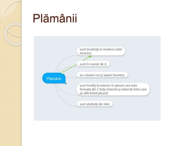 Aparatul respirator. Plămânii | PPTX