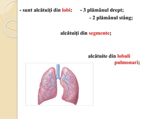 Aparatul respirator. Plămânii | PPTX