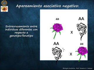 Apareamiento no aleatorio | PPT