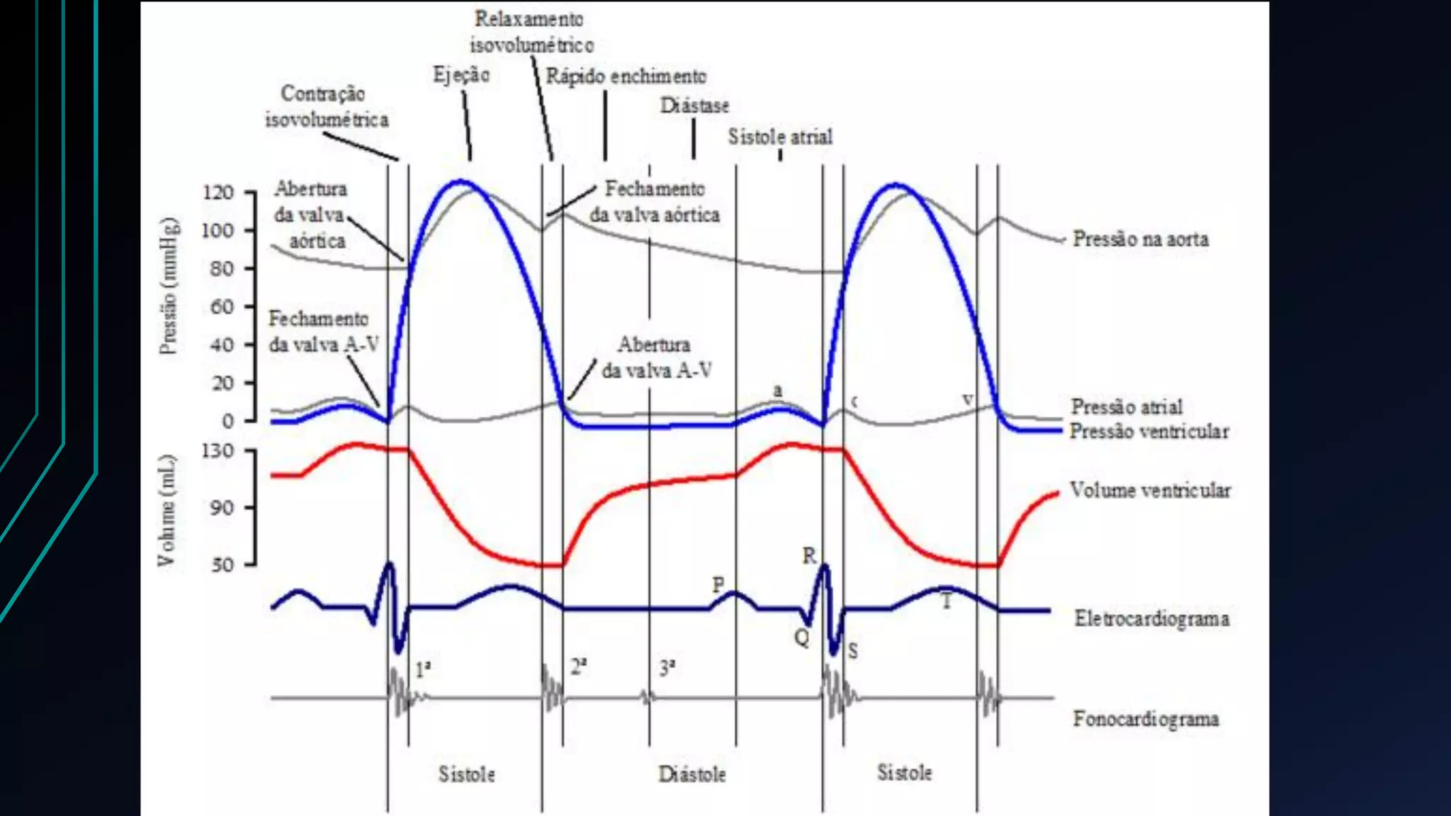 Aparelho Cardiovascular - ciclo cardíaco, ictus cordis, focos e bulha…