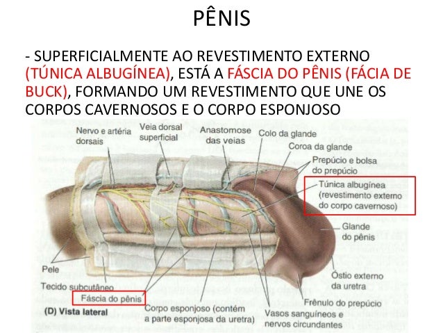 Aparelho genital masculino