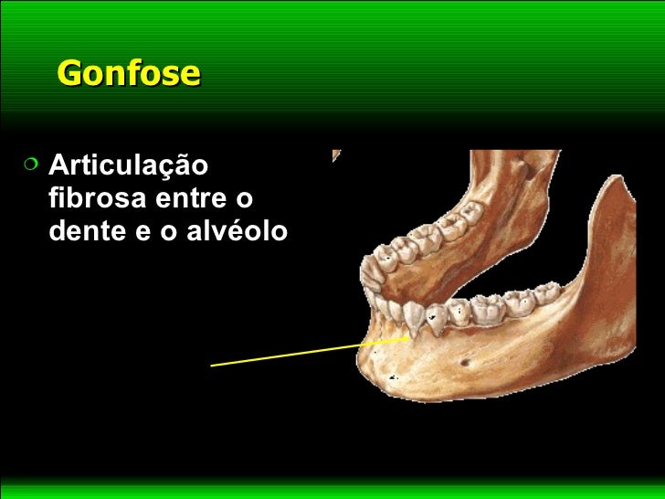 Aparelho locomotor articulacoes