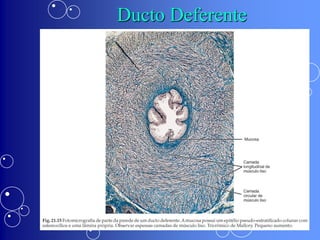 Aparelho reprodutor masculino | PPT