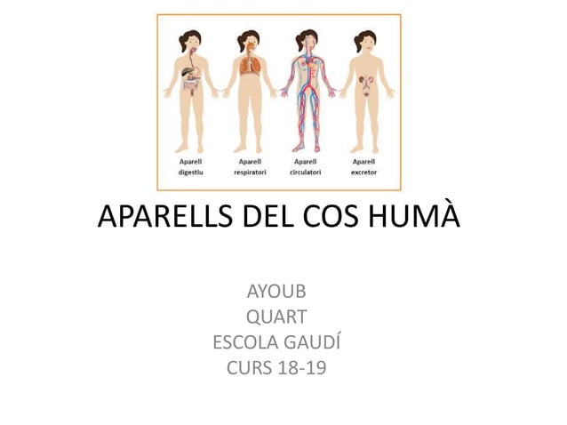 Aparell del cos Humá | PPTX | Biological Sciences | Science