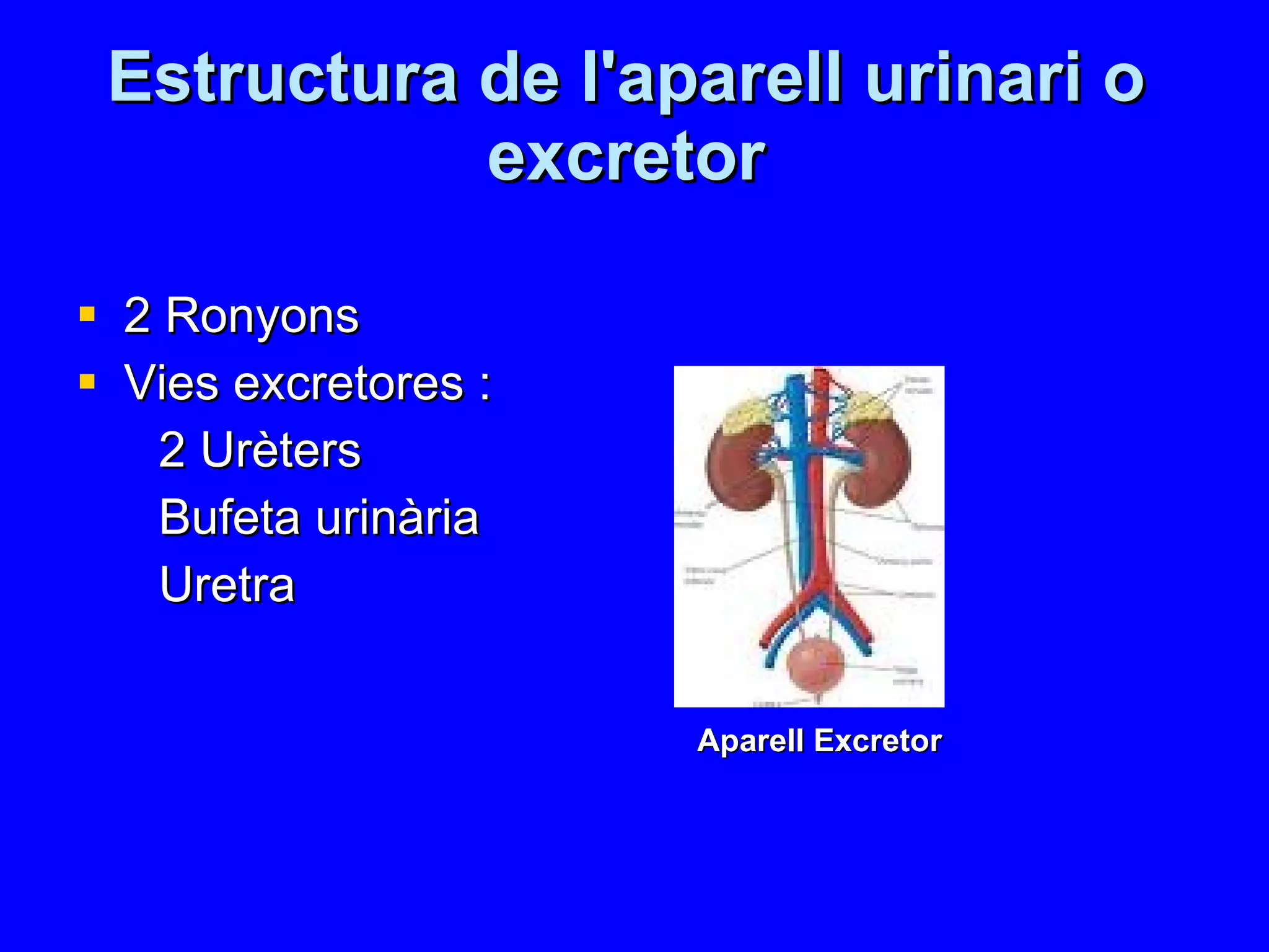 Aparell excretor | PPT