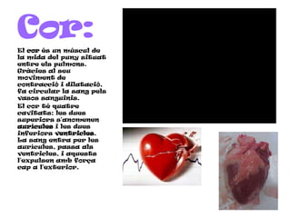 Aparell circulatori | PPT